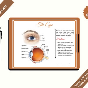 Anatomy and Physiology Flash Cards: Biology Stickers (printable PDF) - Etsy