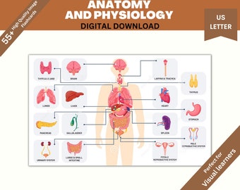Anatomy and Physiology Flash Cards - Etsy