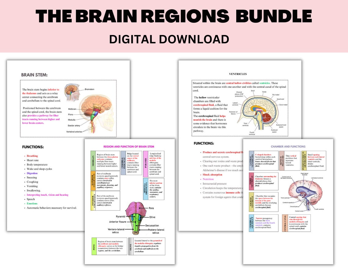 The Brain Regions and Their Functions Info Sheets - Etsy