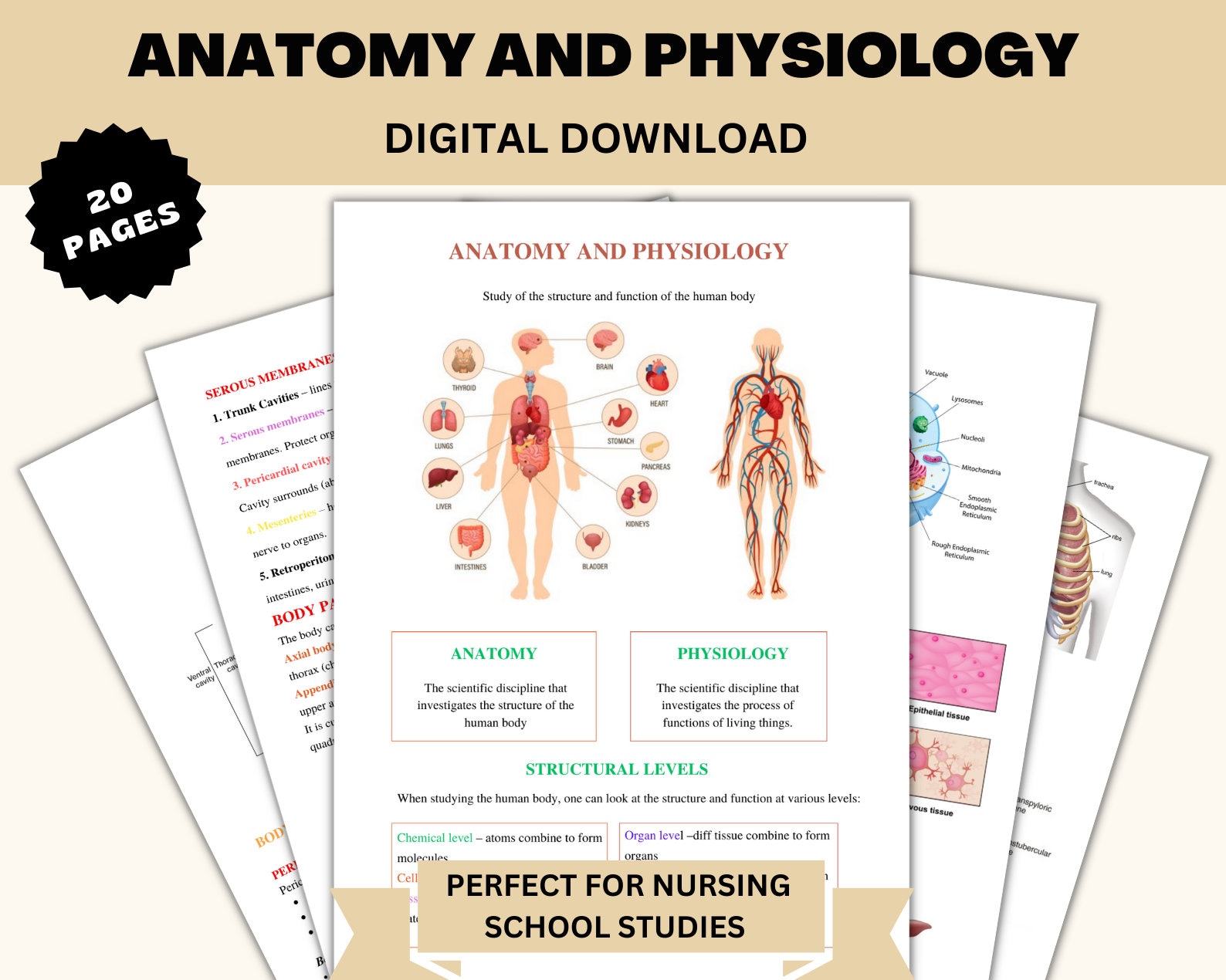 Anatomy and Physiology Notes, Anatomy Study Guide, Nursing Students ...