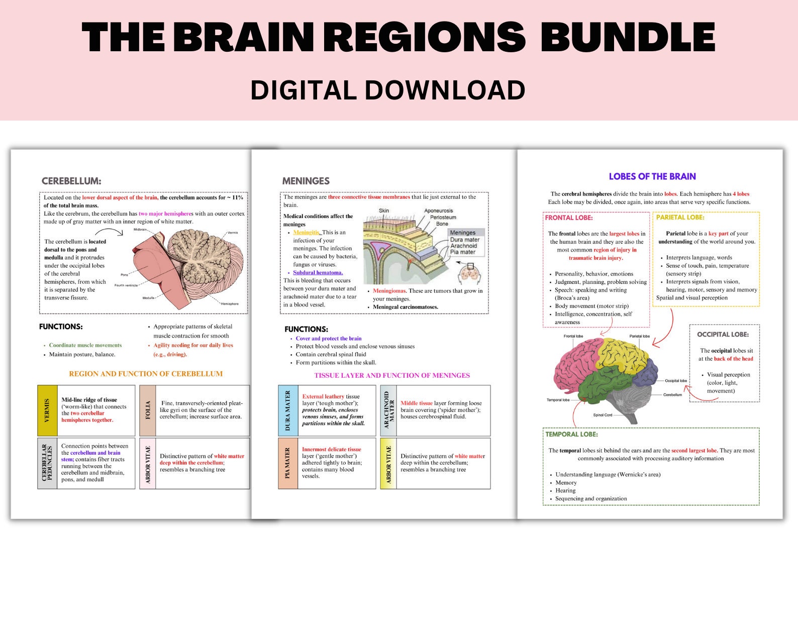 The Brain Regions and Their Functions | Info Sheets Psychoeducation ...