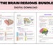 The Brain Regions and Their Functions Info Sheets Psychoeducation Brain ...