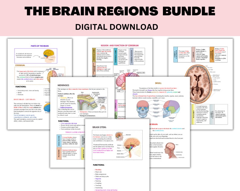 The Brain Regions and Their Functions | Info Sheets Psychoeducation ...