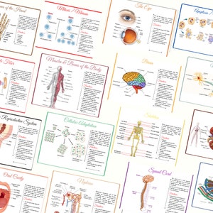 Anatomy and Physiology Flash Cards: Biology Stickers (printable PDF) - Etsy