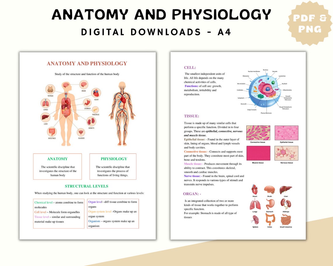 Anatomy and Physiology Notes, Anatomy Study Guide, Nursing Students ...