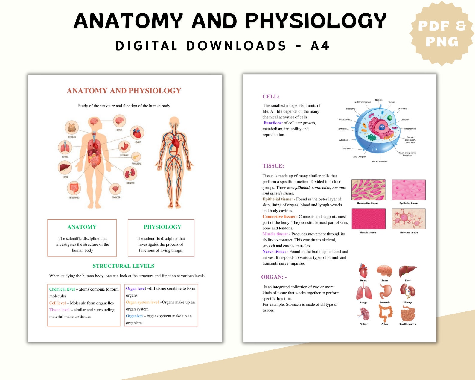 Anatomy and Physiology Notes, Anatomy Study Guide, Nursing Students ...
