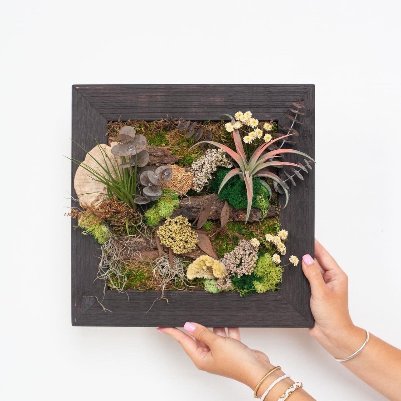 Moss Frame With Air Plants DIY Kit 13 Inch Frame - Etsy