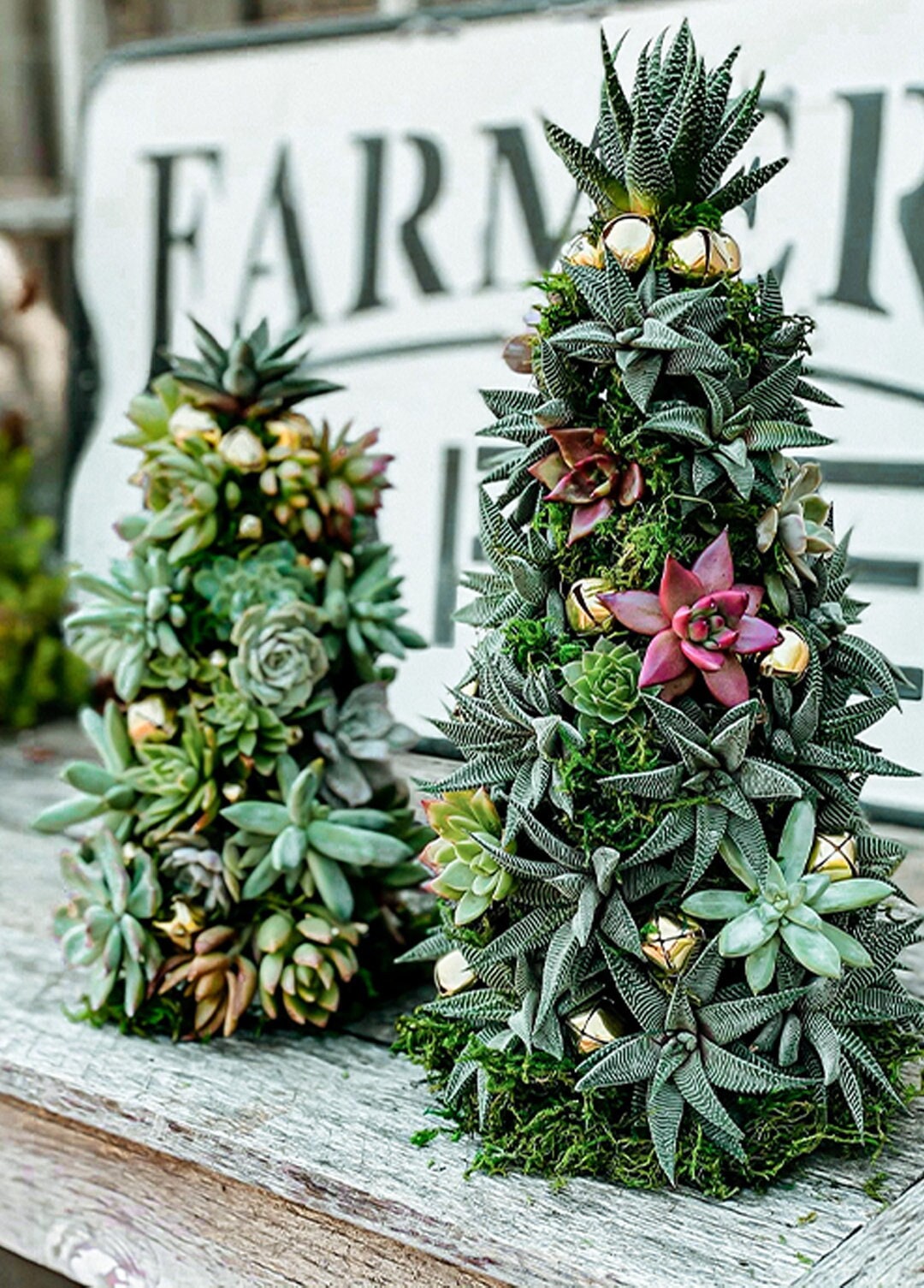 Succulent Christmas Tree Over 20 Live Succulents Etsy