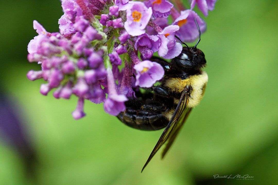 Bee Photography Print | Botanical Photo | Macro Flower Print | Macro ...