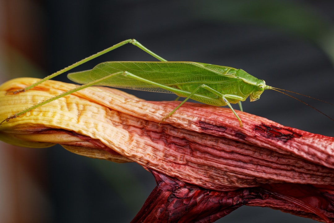 Insect Photography Print | Botanical Photo | Macro Flower Print | Macro ...
