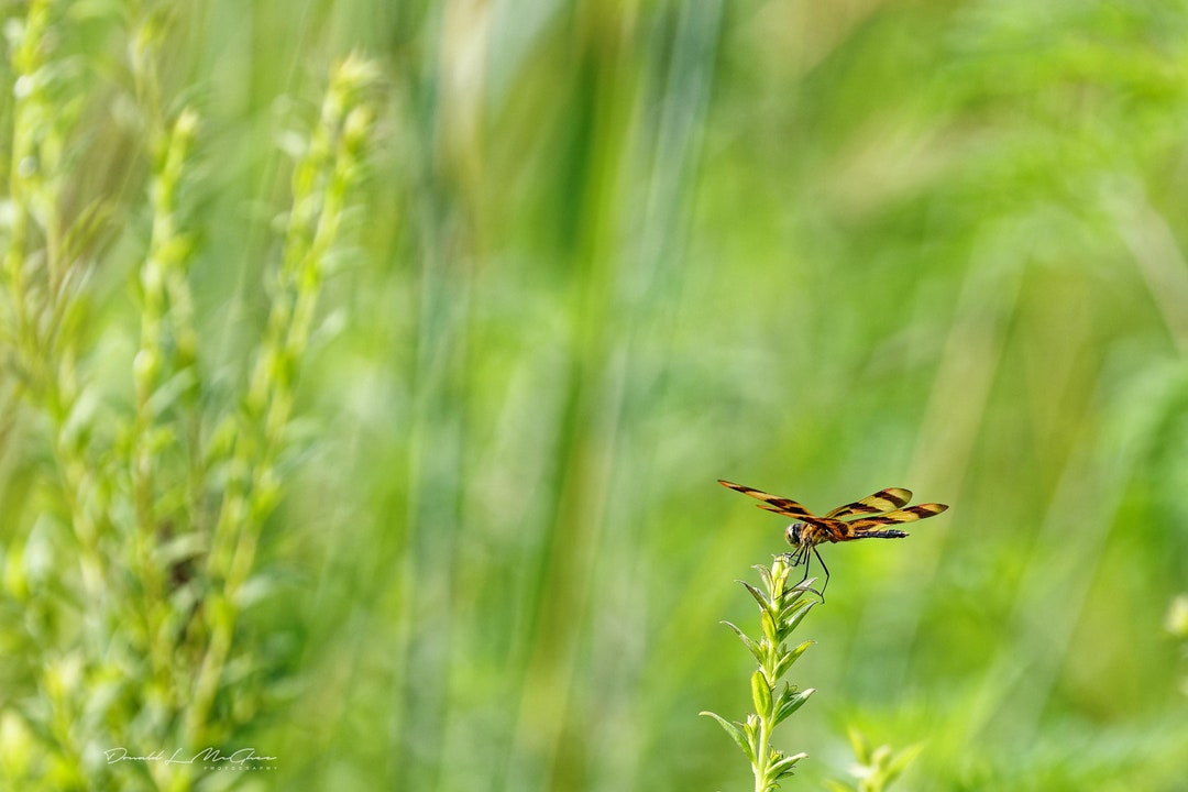 Insect Photography Print | Botanical Photo | Macro Flower Print | Macro ...