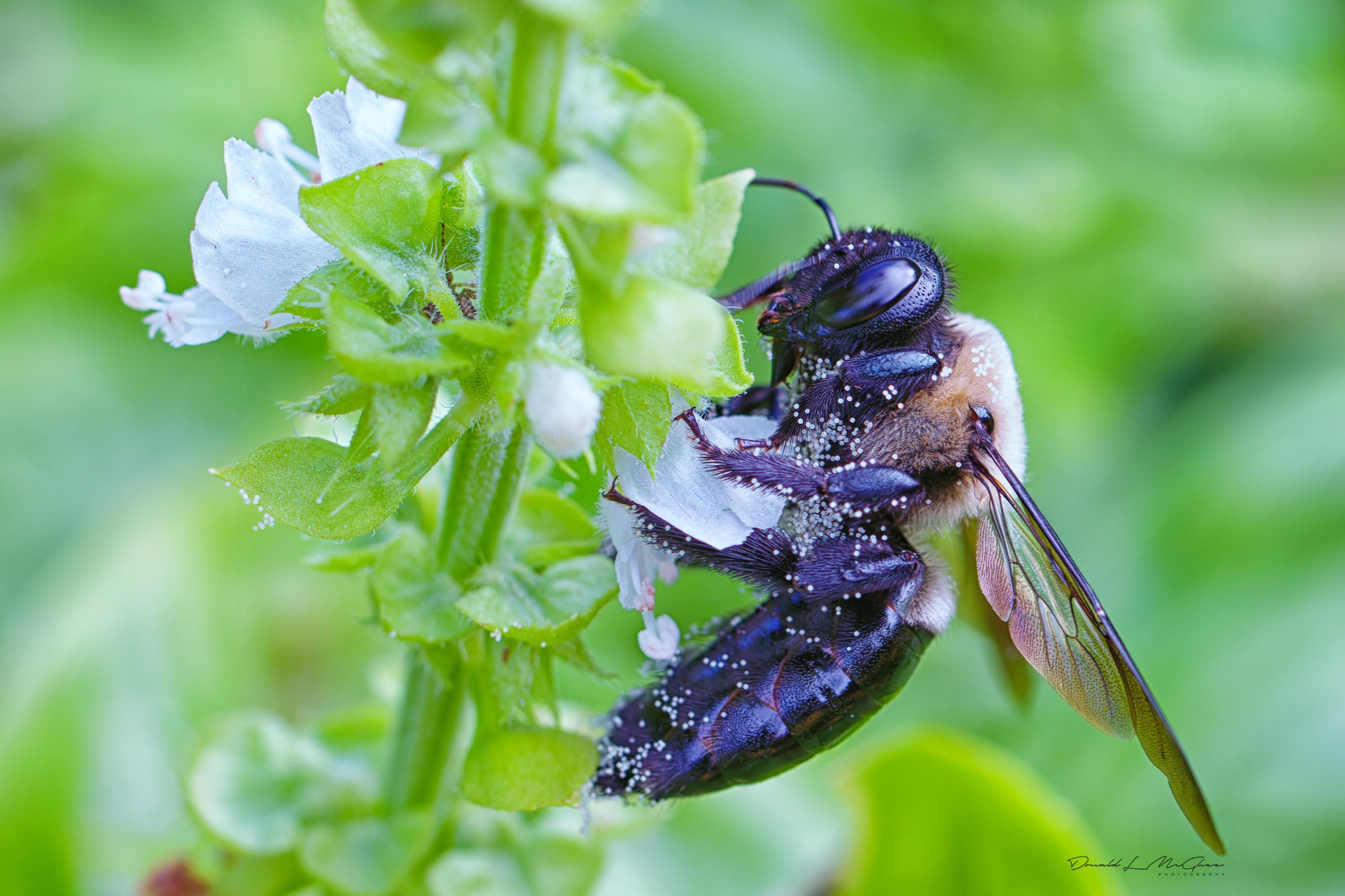 Bee Photography Print | Botanical Photo | Macro Flower Print | Macro ...