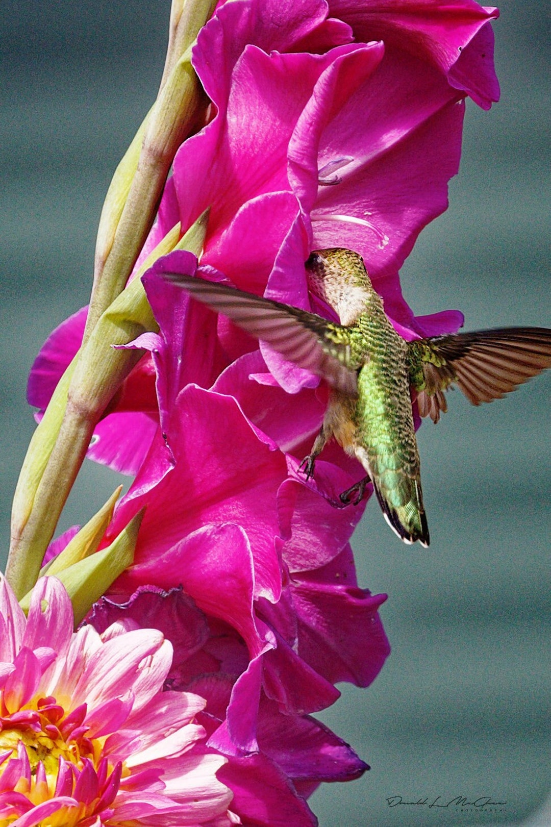 Bird Photography Hummingbird Photo Print, Bird Lover Gift Fine Art ...
