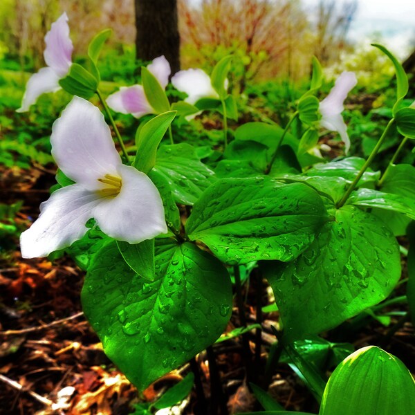 White Trillium Plants - Etsy