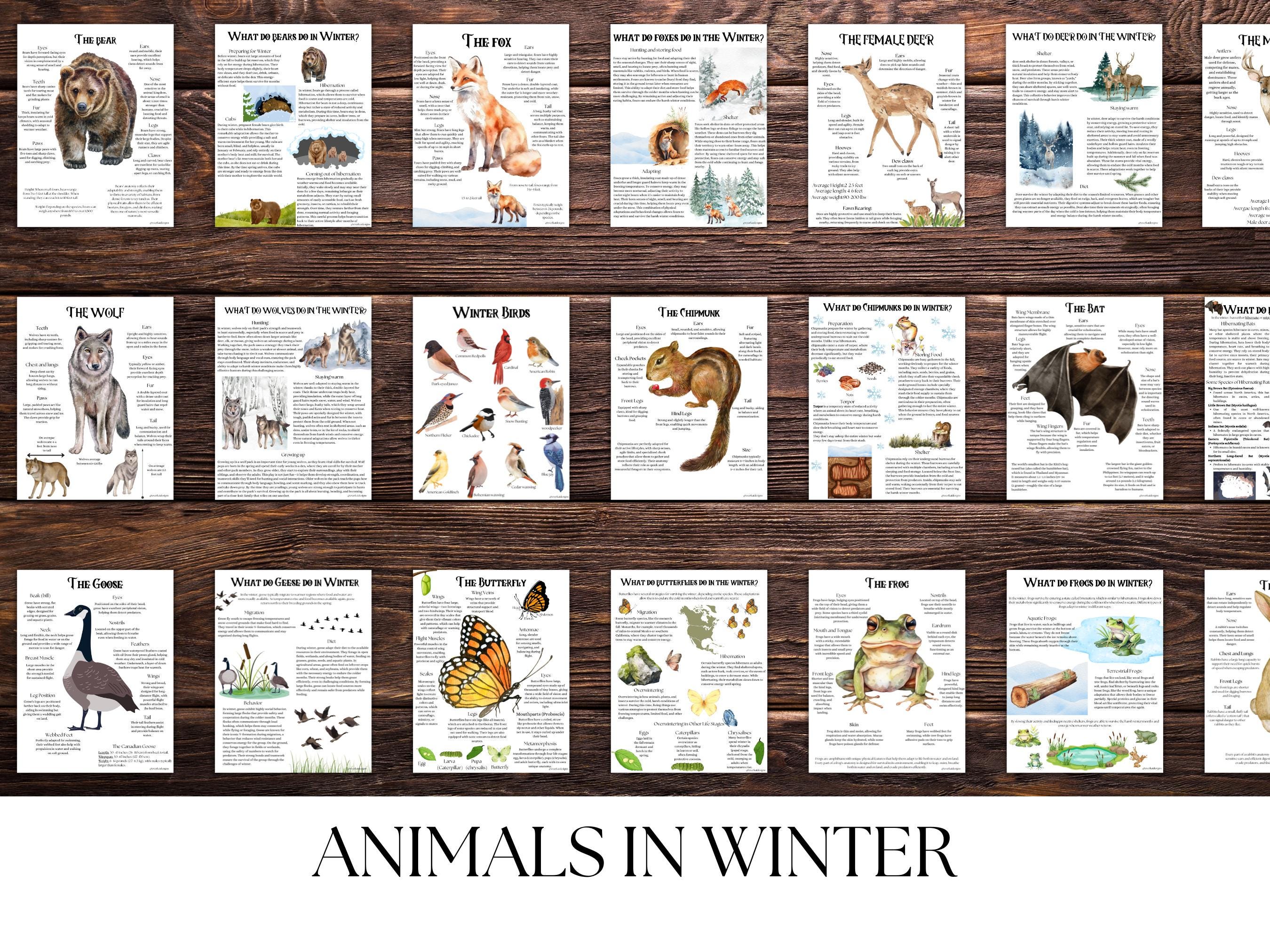 Winter Unit Study: Homeschool Curriculum (digital Download) - Etsy
