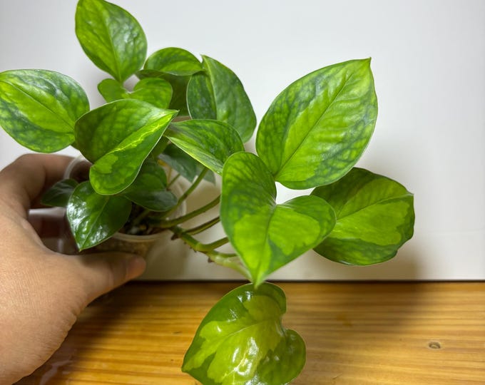 Global Green Pothos - Rare Pothos - Etsy