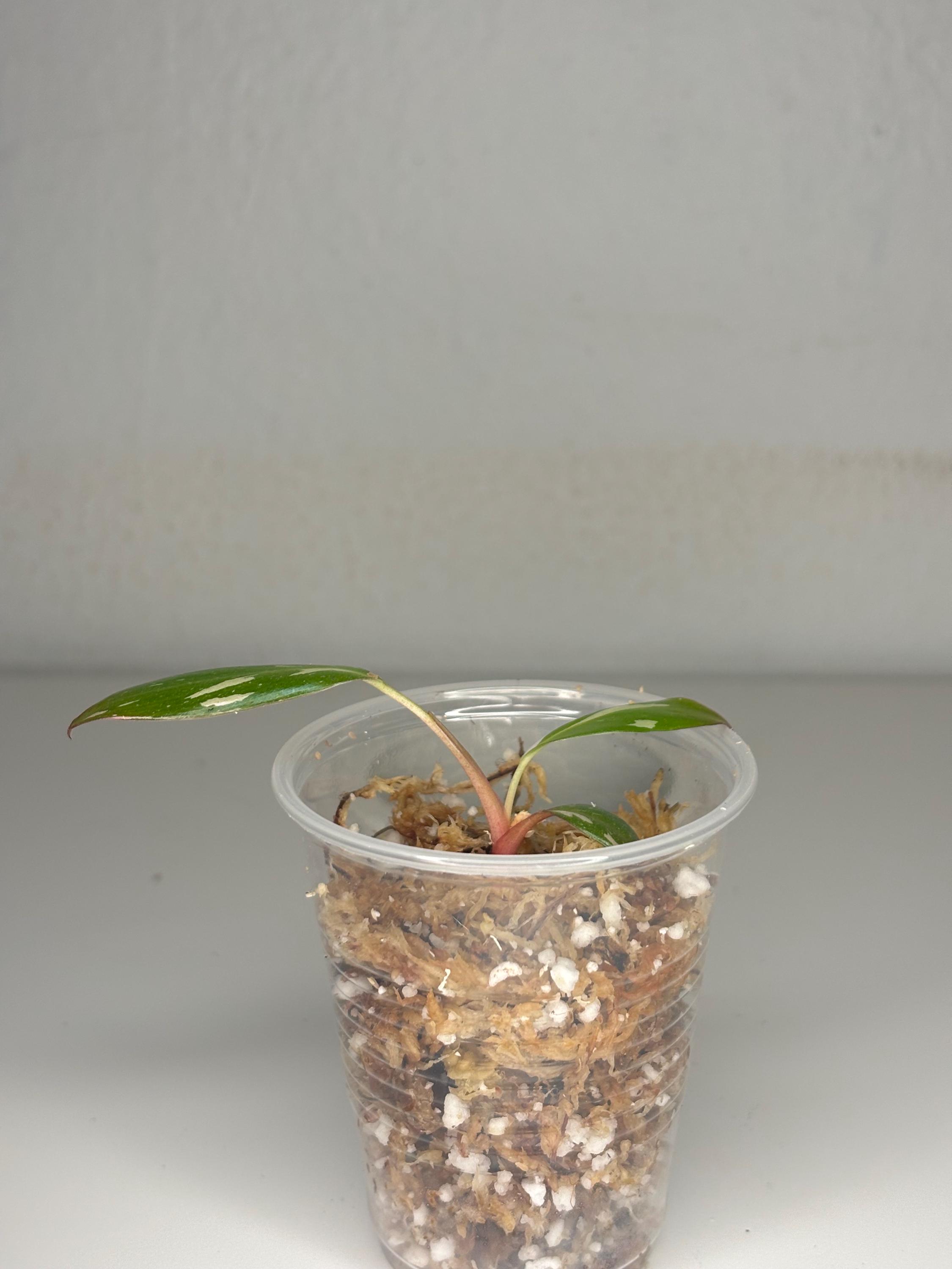 Pink Princess Philodendron (tiny Plant) - Etsy