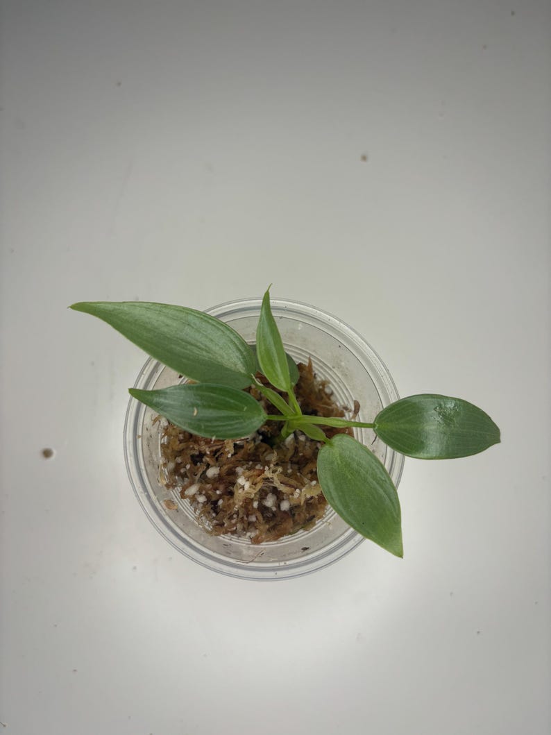 Philodendron Silver Sword (tiny Plant) - Etsy