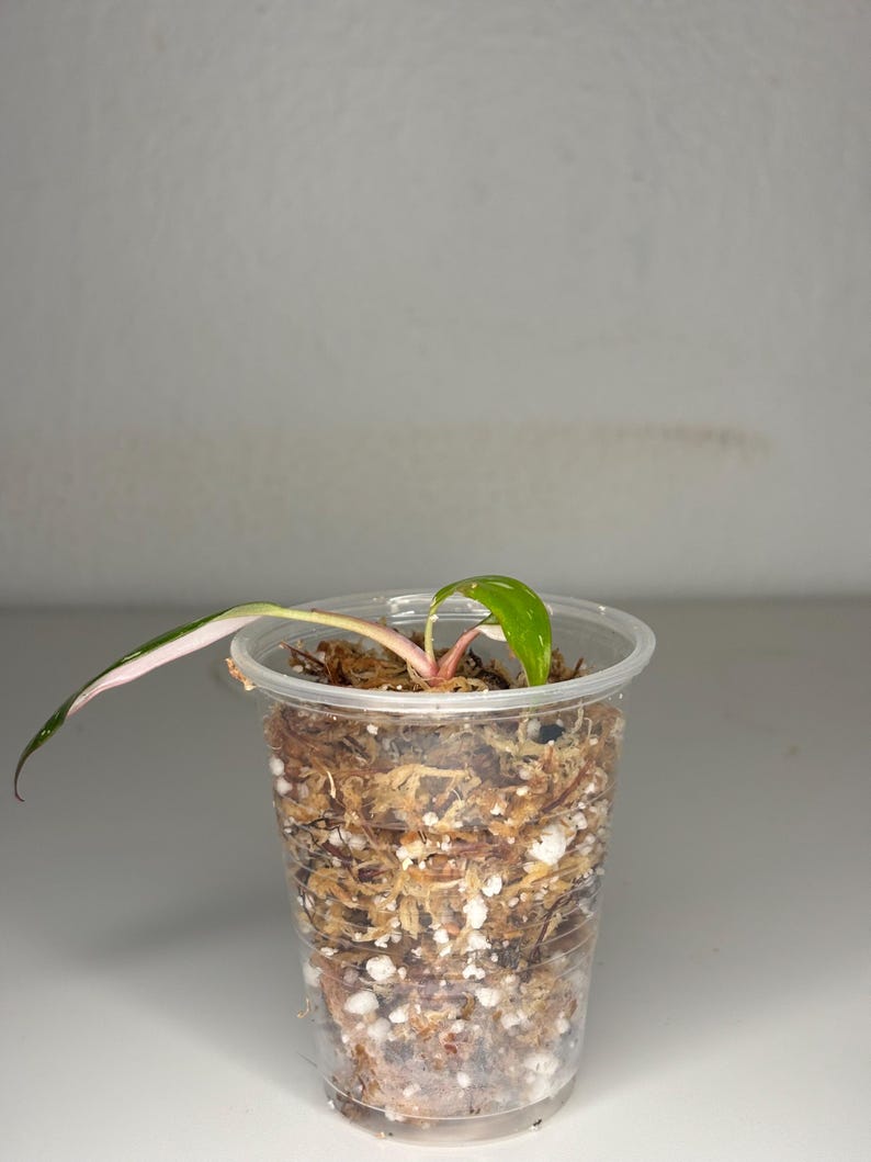 Pink Princess Philodendron (tiny Plant) - Etsy
