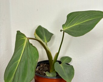 Philodendron Gloriosum Dark Form SMALL SIZE Growers Choice Free ...