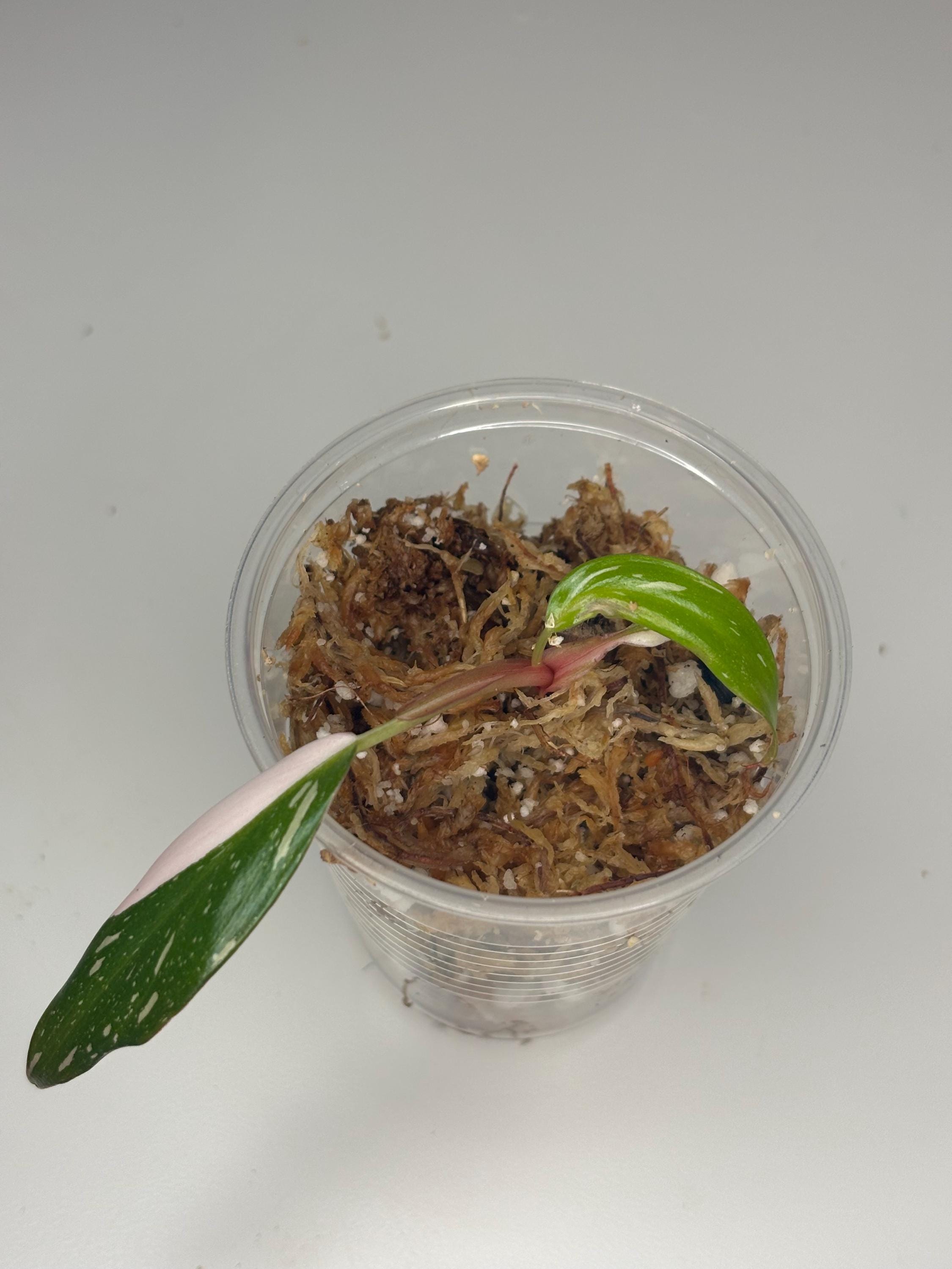 Pink Princess Philodendron (tiny Plant) - Etsy