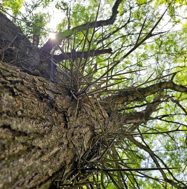 Honey Locust Thorns Magic, Witchcraft, Spells, Hexes - Etsy