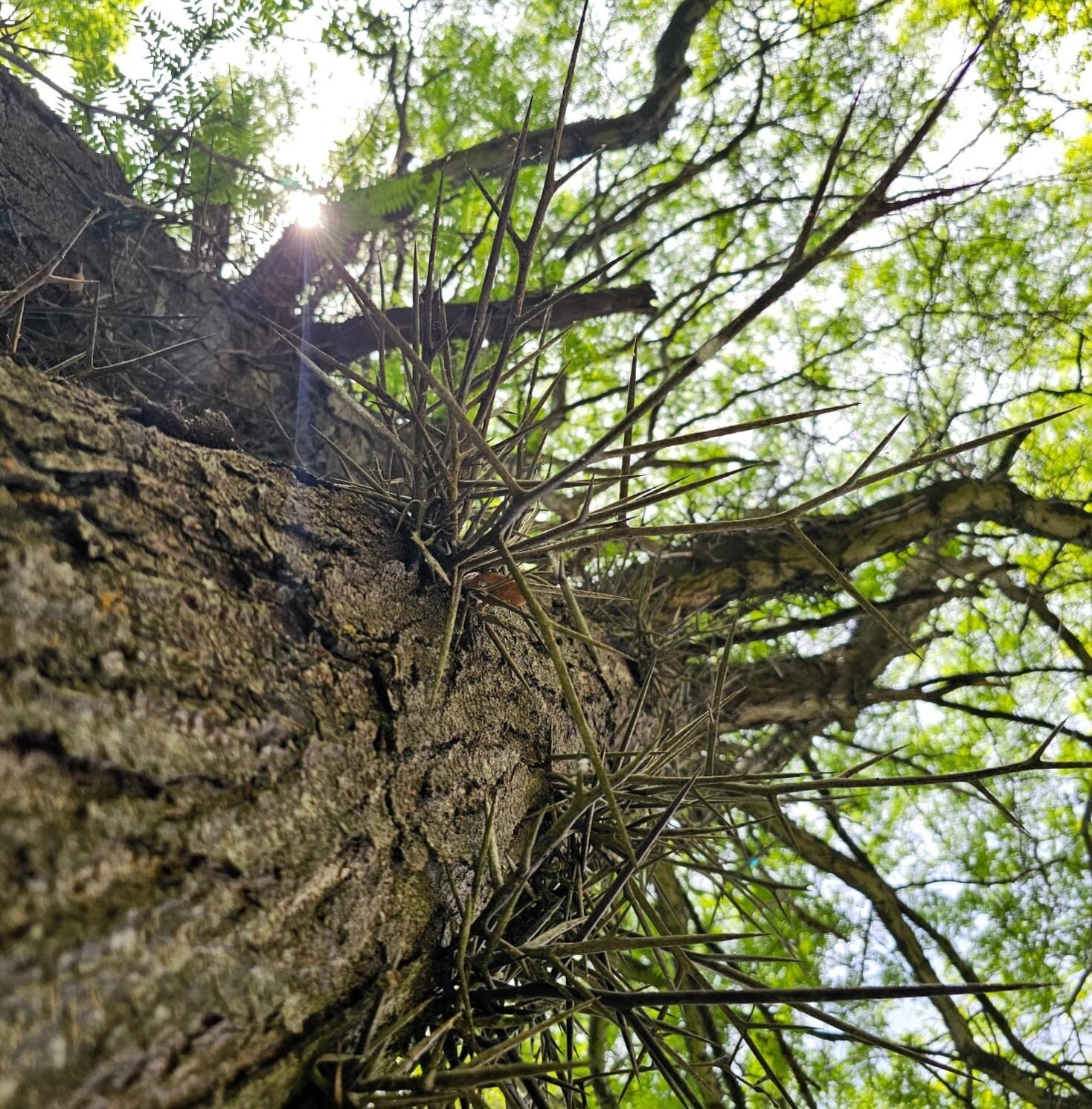Honey Locust Thorns - Magic, Witchcraft, Spells, Hexes - Etsy