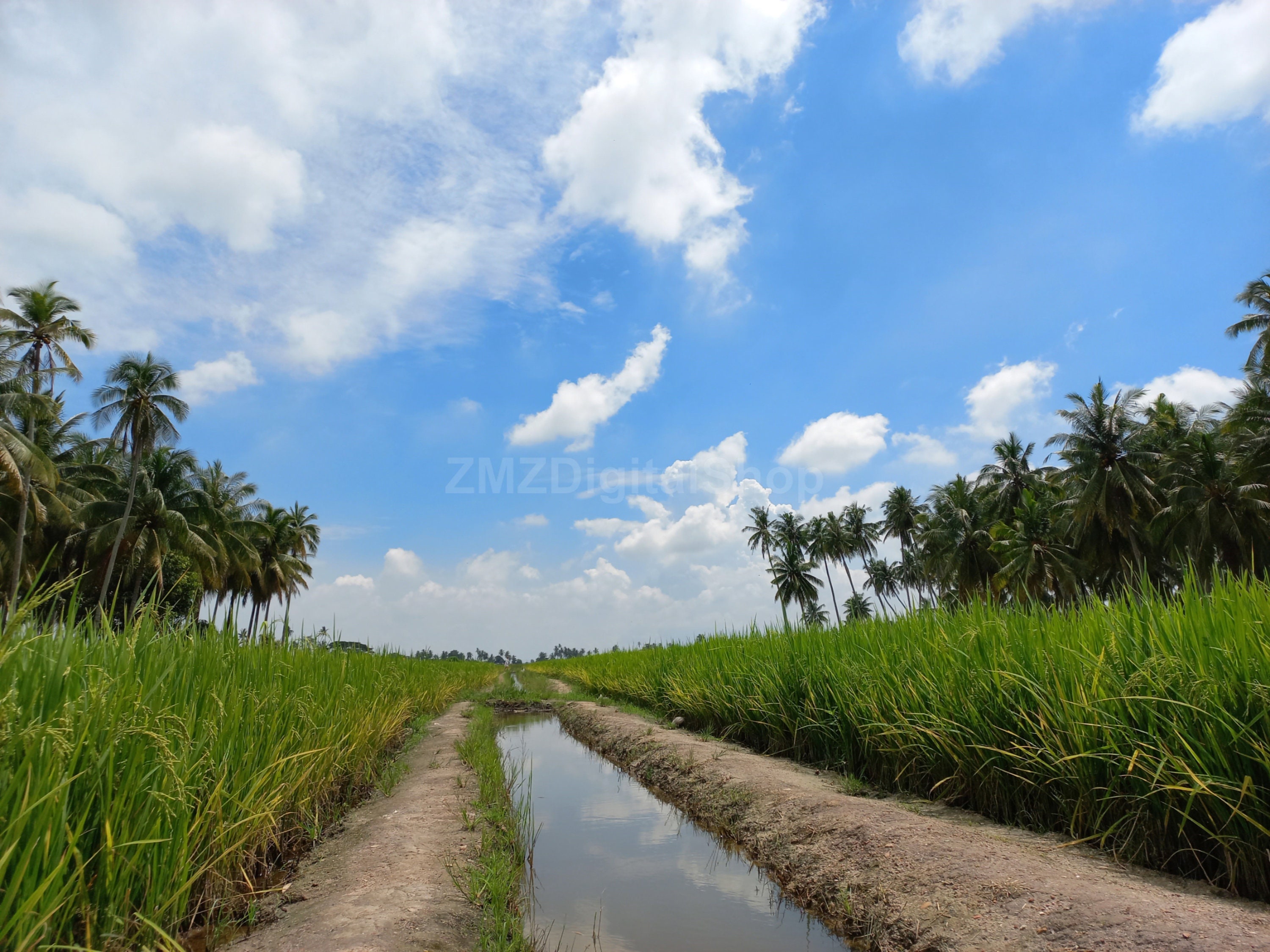 Paddy Field, Digital Print, Deco Picture, Deco Picture, Digital Art ...