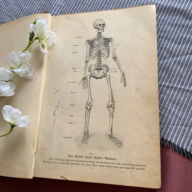1900 Anatomischer Atlas German Anatomy Book Vintage Decor Book - Etsy