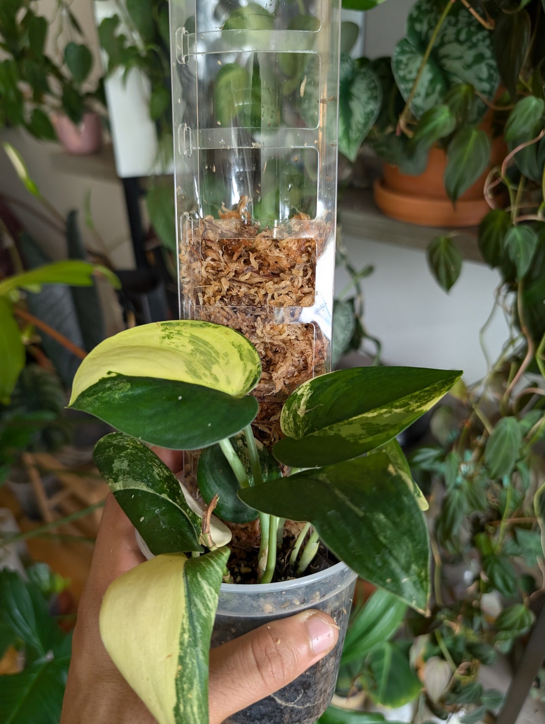 Front Open Super Clear Moss Pole D Shaped Stackable , Perfect for ...