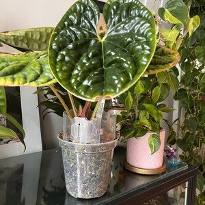 Plant Pot Extender - Clear, Durable Extension for Maximizing Your Pot's ...