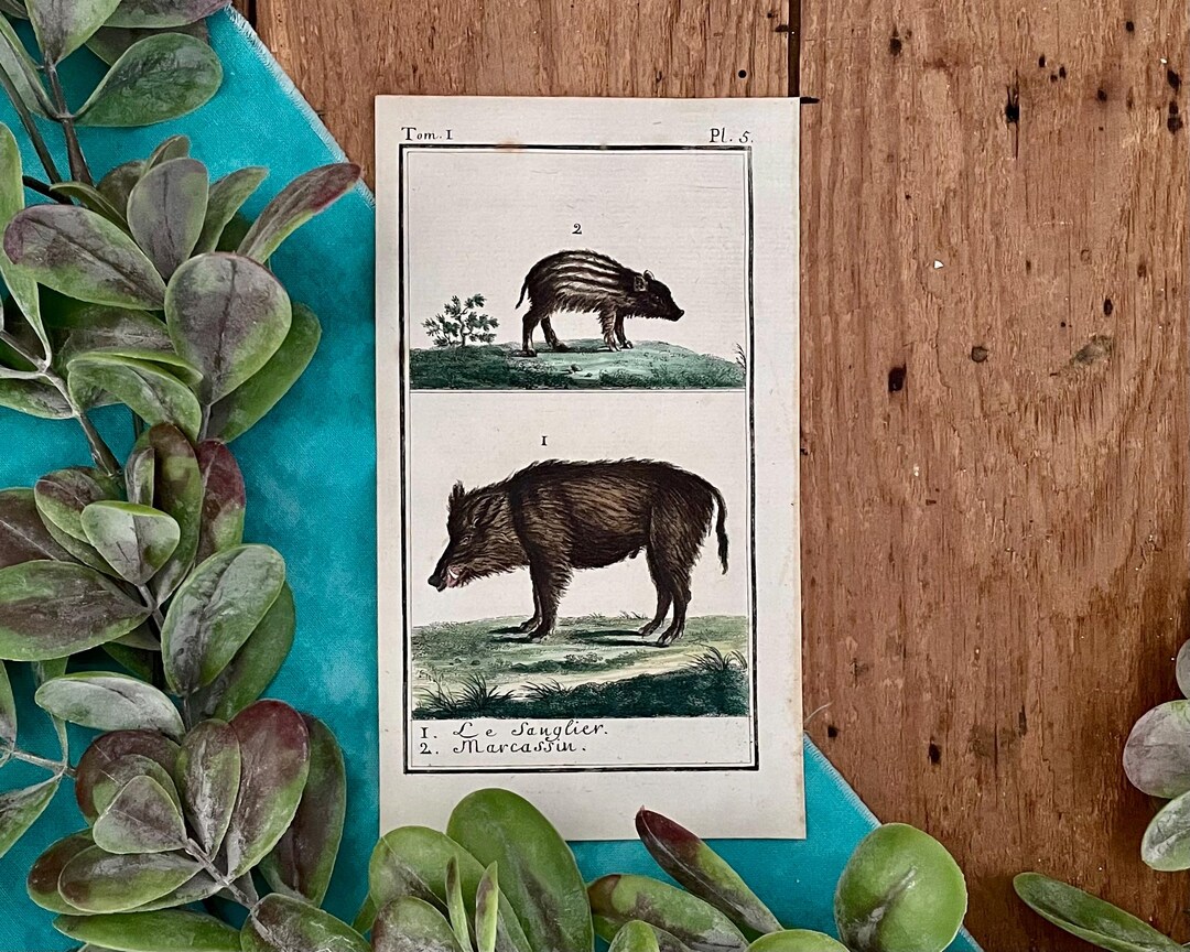1786 French Wild Boar Engraving: Hand-colored Natural History Print - Etsy