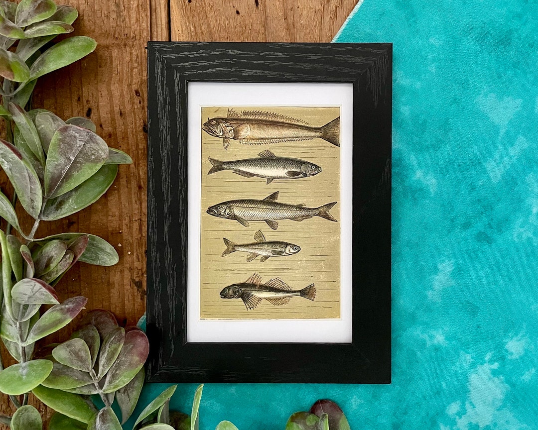 1870s Fish Lithograph: Framed Natural History Print - Etsy