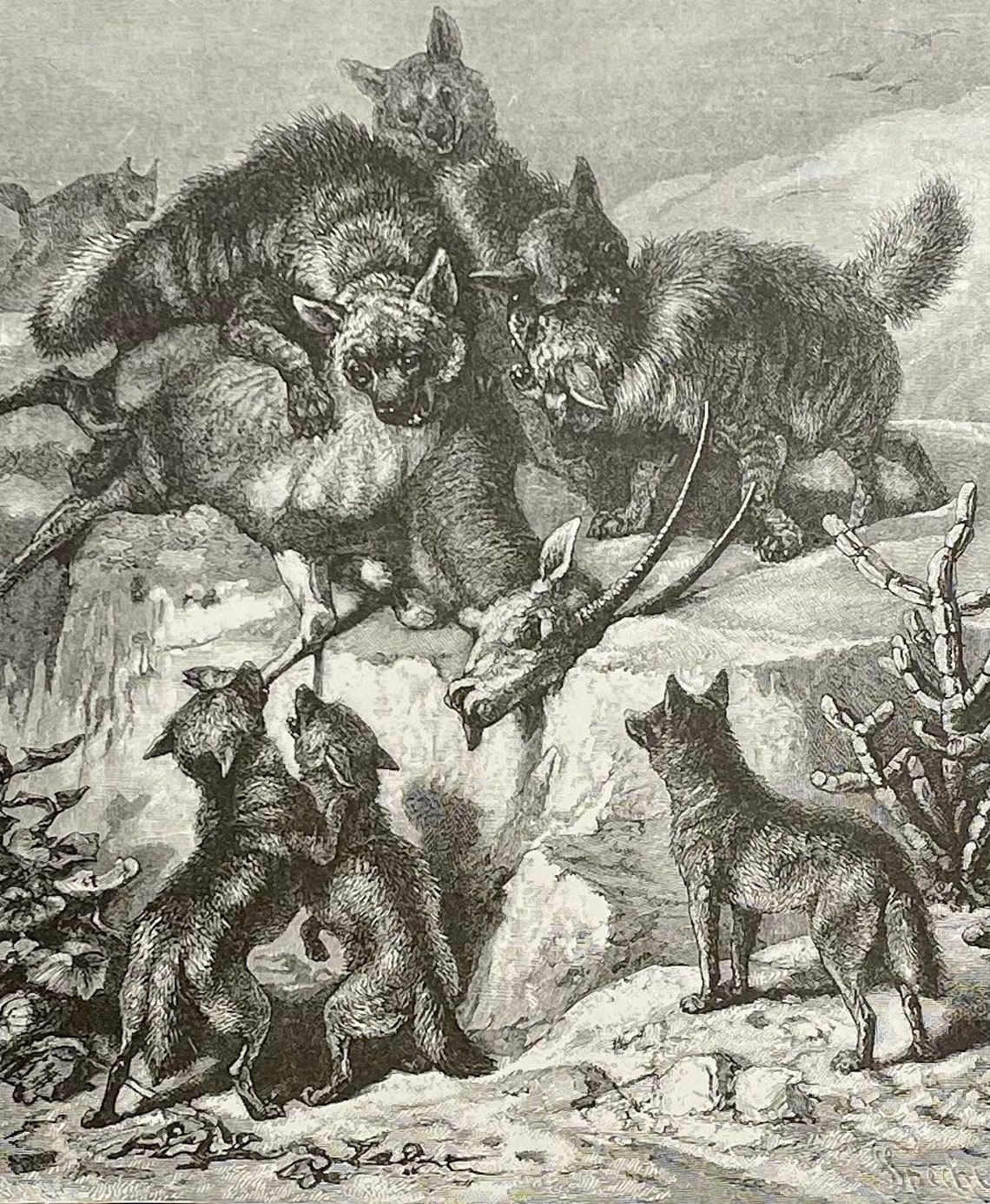 Striped Hyenas Print Original Black & White Lithograph Selmar Hess 1898 ...