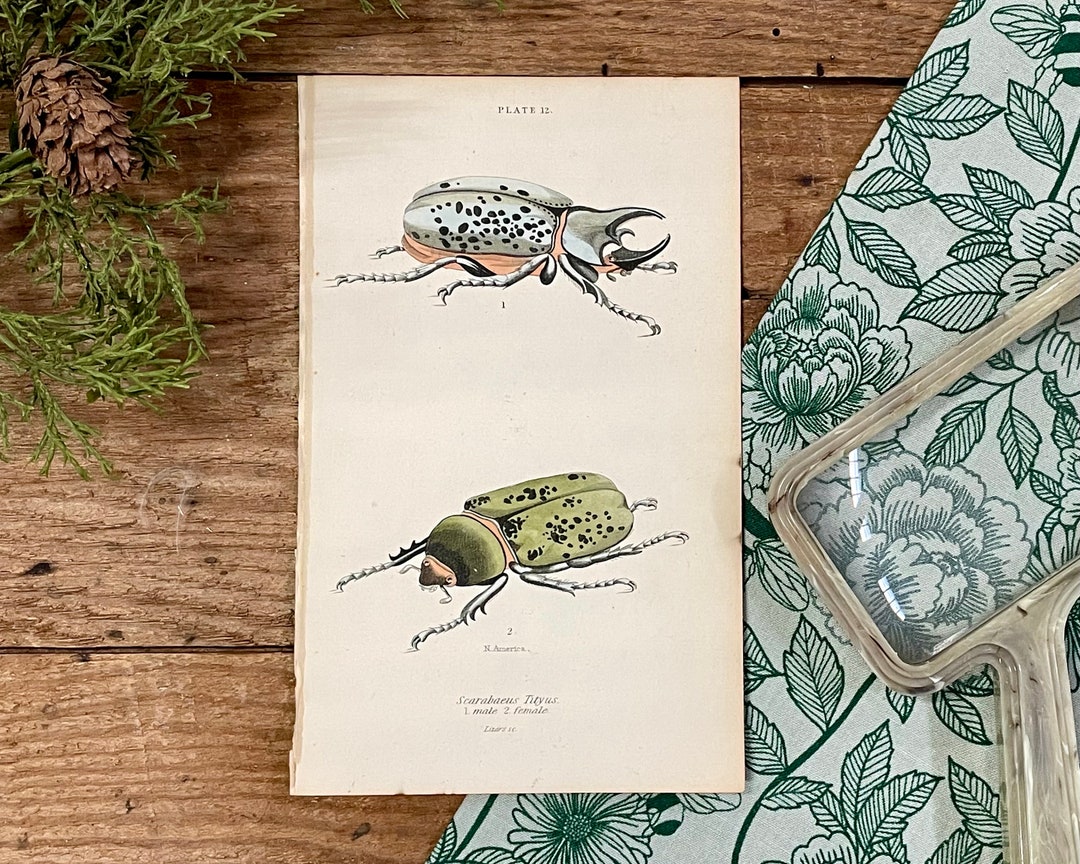 1858 Eastern Hercules Beetle Color Lithograph Print Naturalist Library ...
