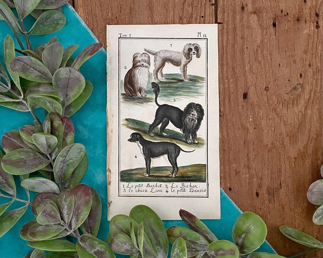 1786 Bichon, Barbet and Dane Breed Print! Hand Colored Engraving! Comte ...