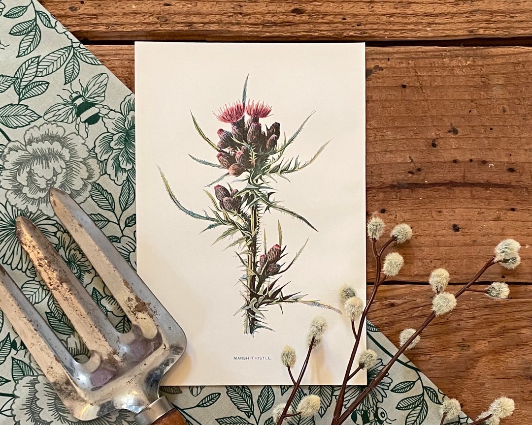 Antique Marsh Thistle Botanical Print: 1899 Floral Book Plate - Etsy
