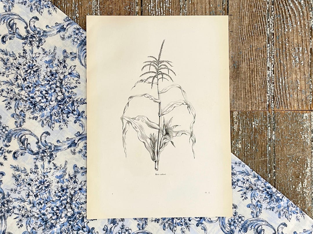 1860’s Maize Cultivates Plant Print! Framable French Botanical Print ...