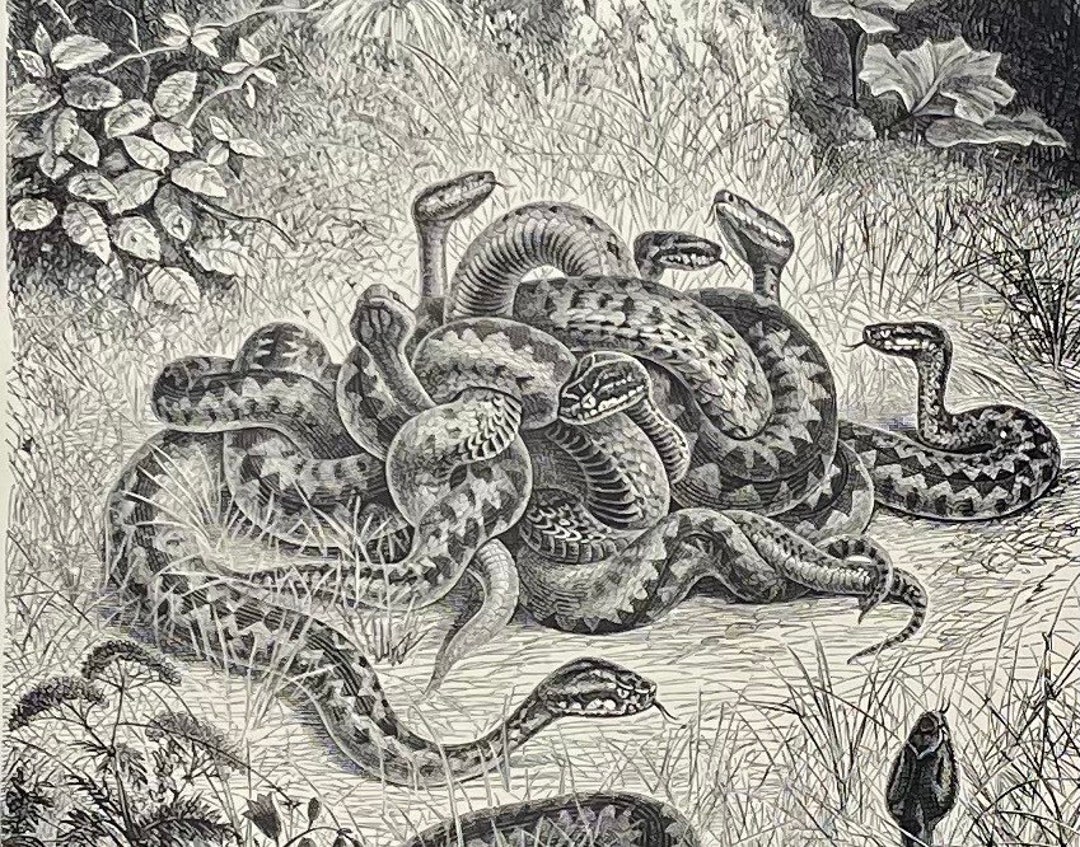 Viper or Adder Snake Original Black & White Engraving! Selmar Hess ...