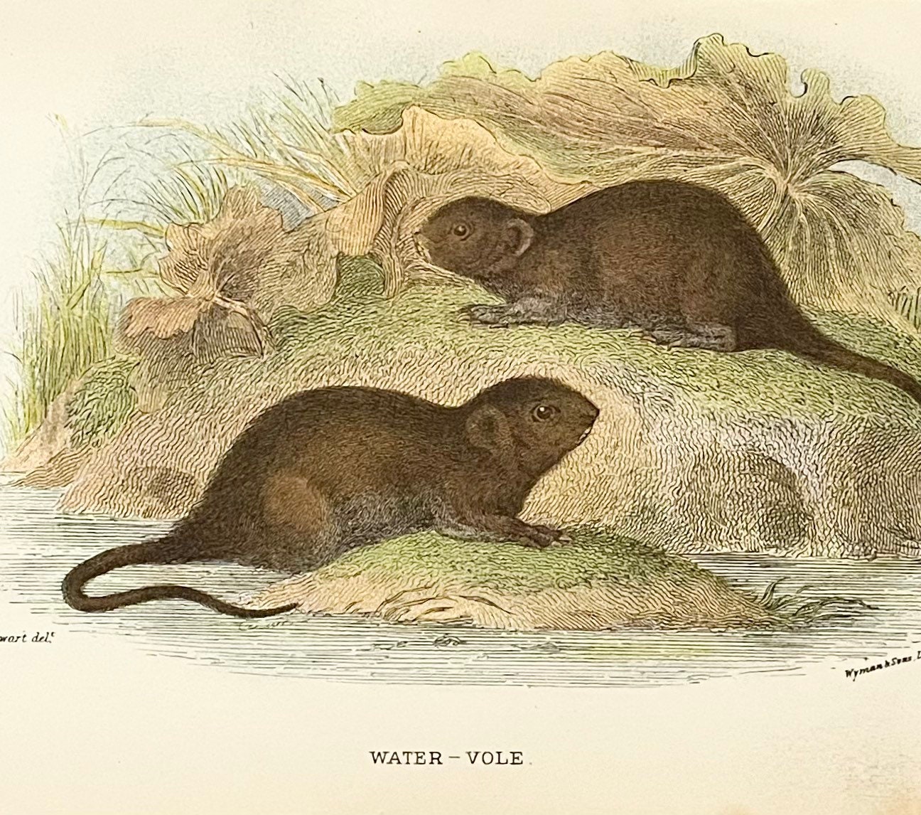 Water Vole Original Colored Lithograph 1895 Allens - Etsy