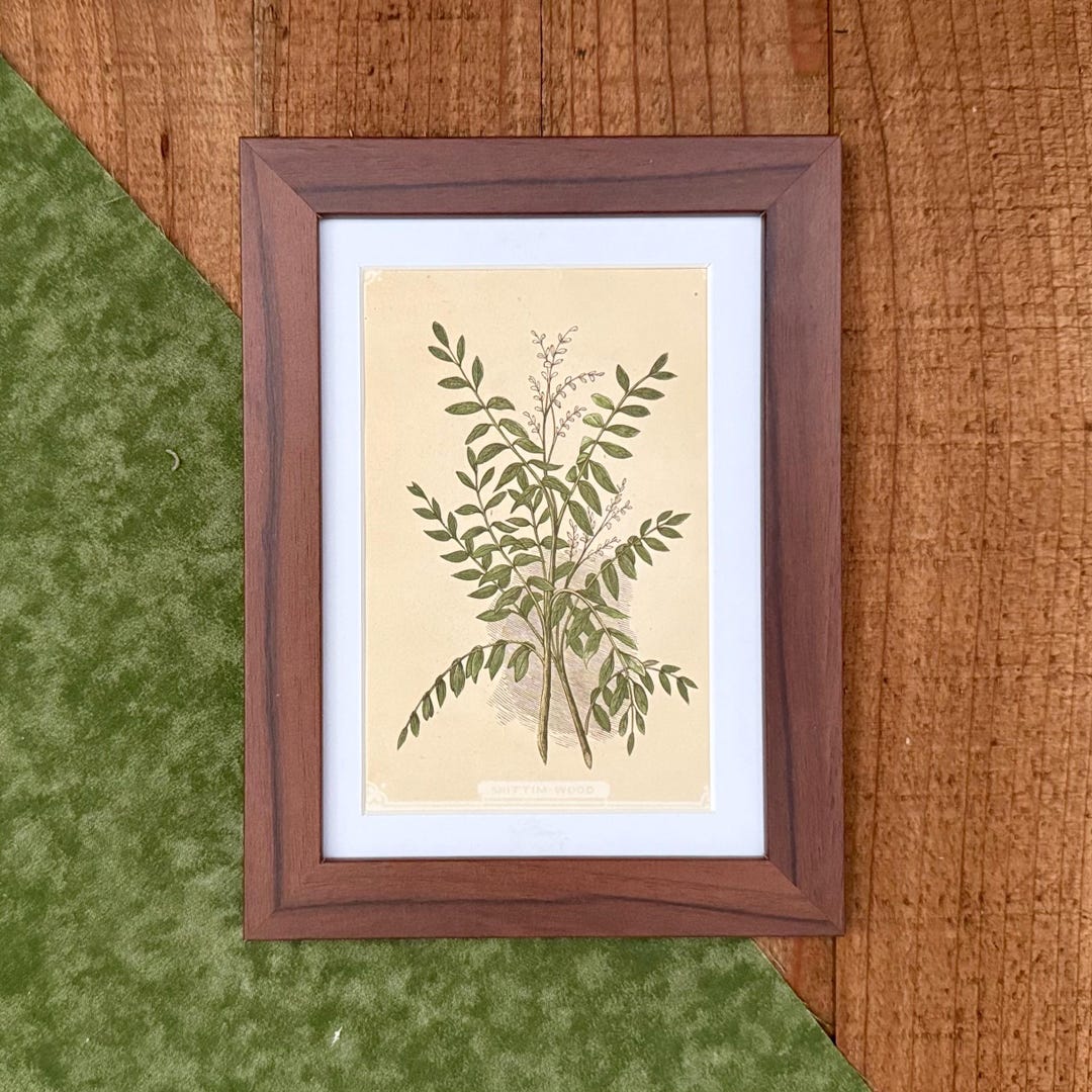 1860 Acacia Wood Botanical Print: Framed Antique Lithograph - Etsy