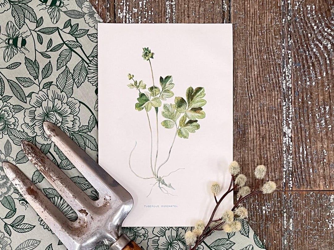 1899 Tuberous Moschatel Plant Print! Botanical Study! Framable Antique ...