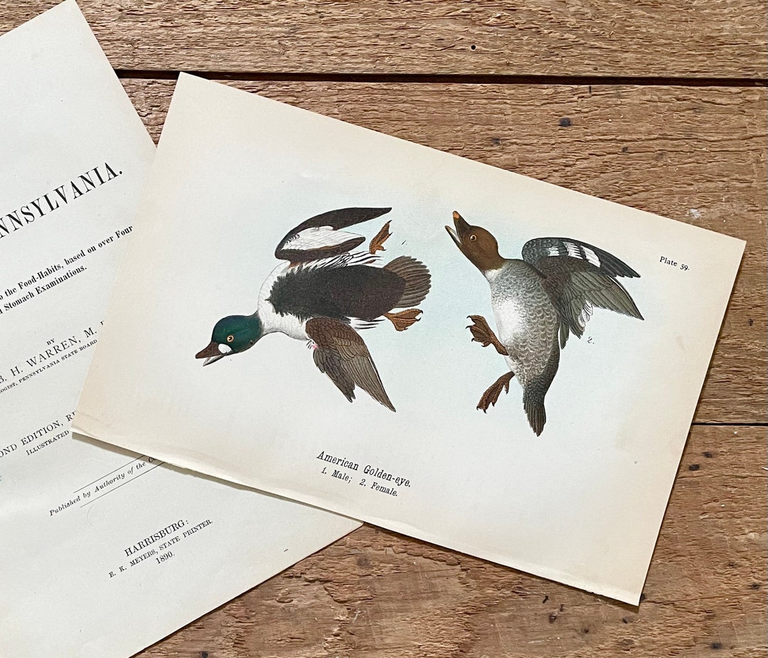 1890 American Goldeneye Duck Print: Antique Bird Print! - Etsy