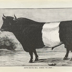 1890’s Dutch Belted Bull! Original Framable Print! Book Illustration ...