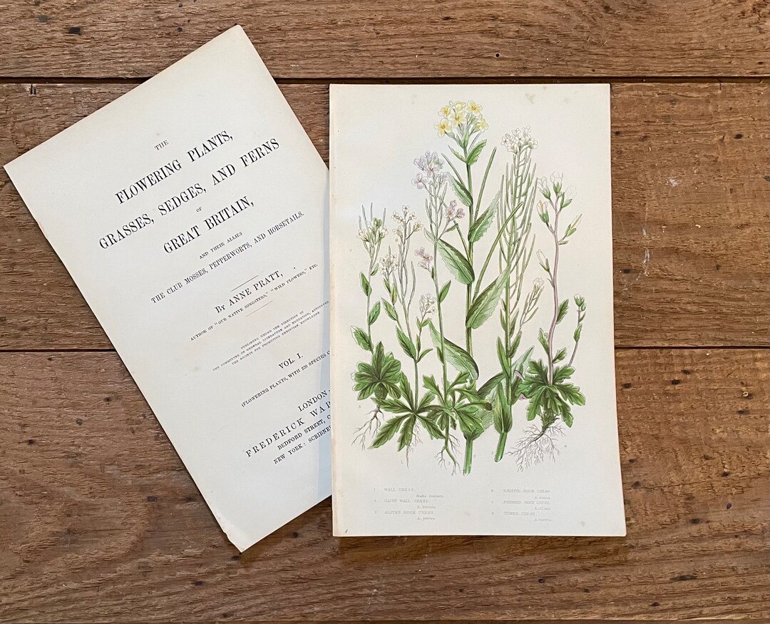 Anne Pratt Antique Botanical Print: Cress Varieties, 1874 Lithograph - Etsy