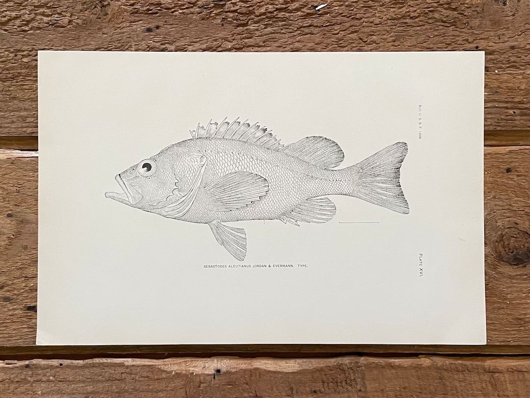 1906 Rough Eye Rockfish, Sebastodes Aleutianus! Saltwater Fish Print ...