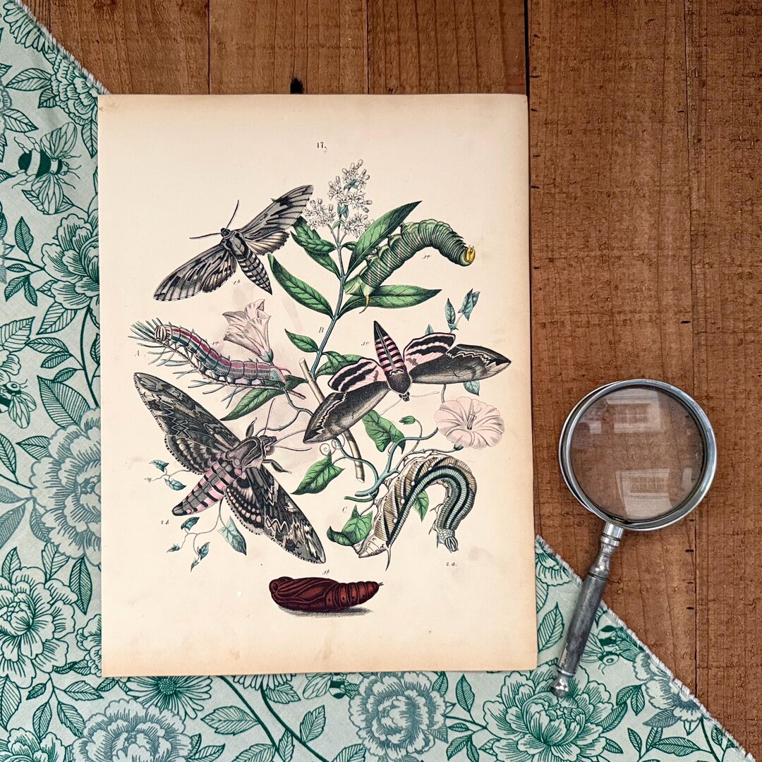 1882 Hawk Moth Species Print! Antique Hand Colored Butterfly Lithograph ...