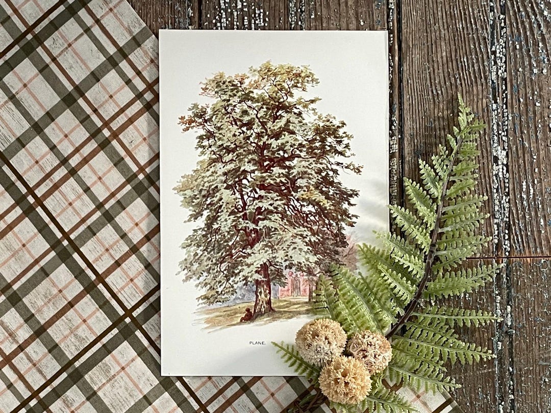 1906 Plane Tree Illustration! Tree Botanical Study Print! Framable ...