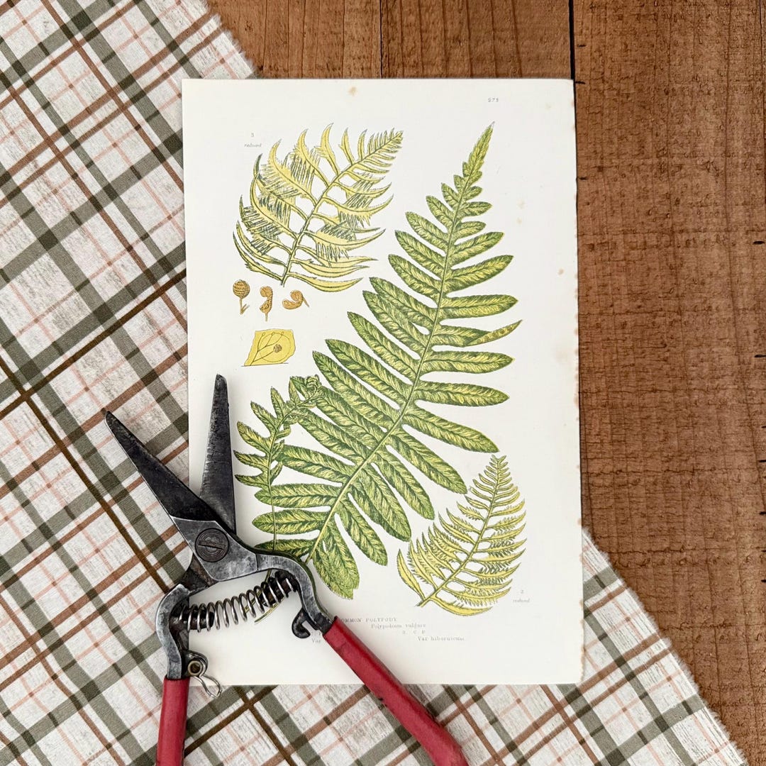 1889 Common Polypody Fern Print: Antique Botanical Anne Pratt ...