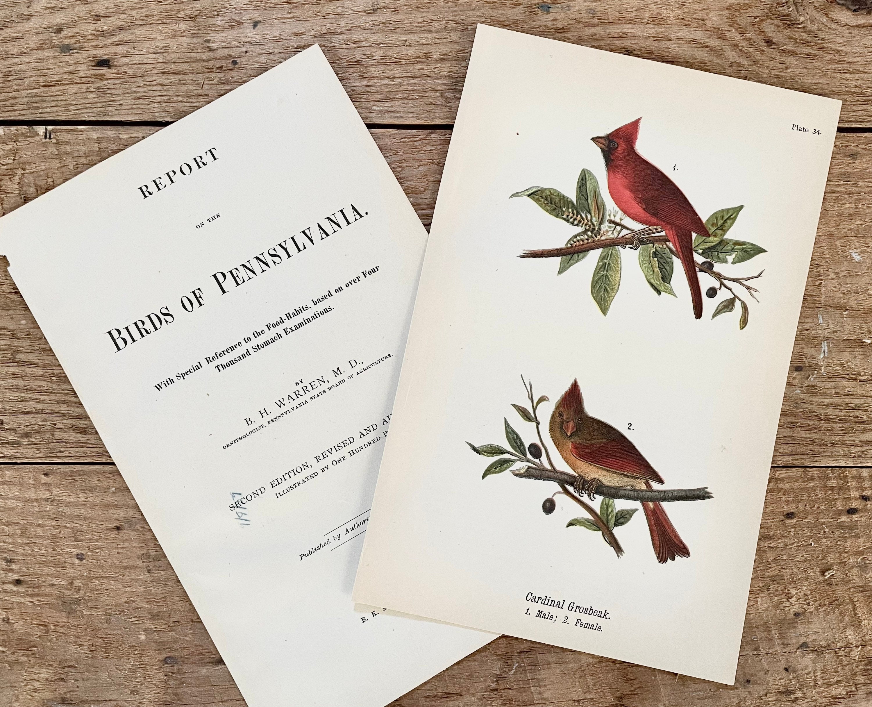 Cardinal Grosbeak Original 1890 Color Lithograph Antique - Etsy